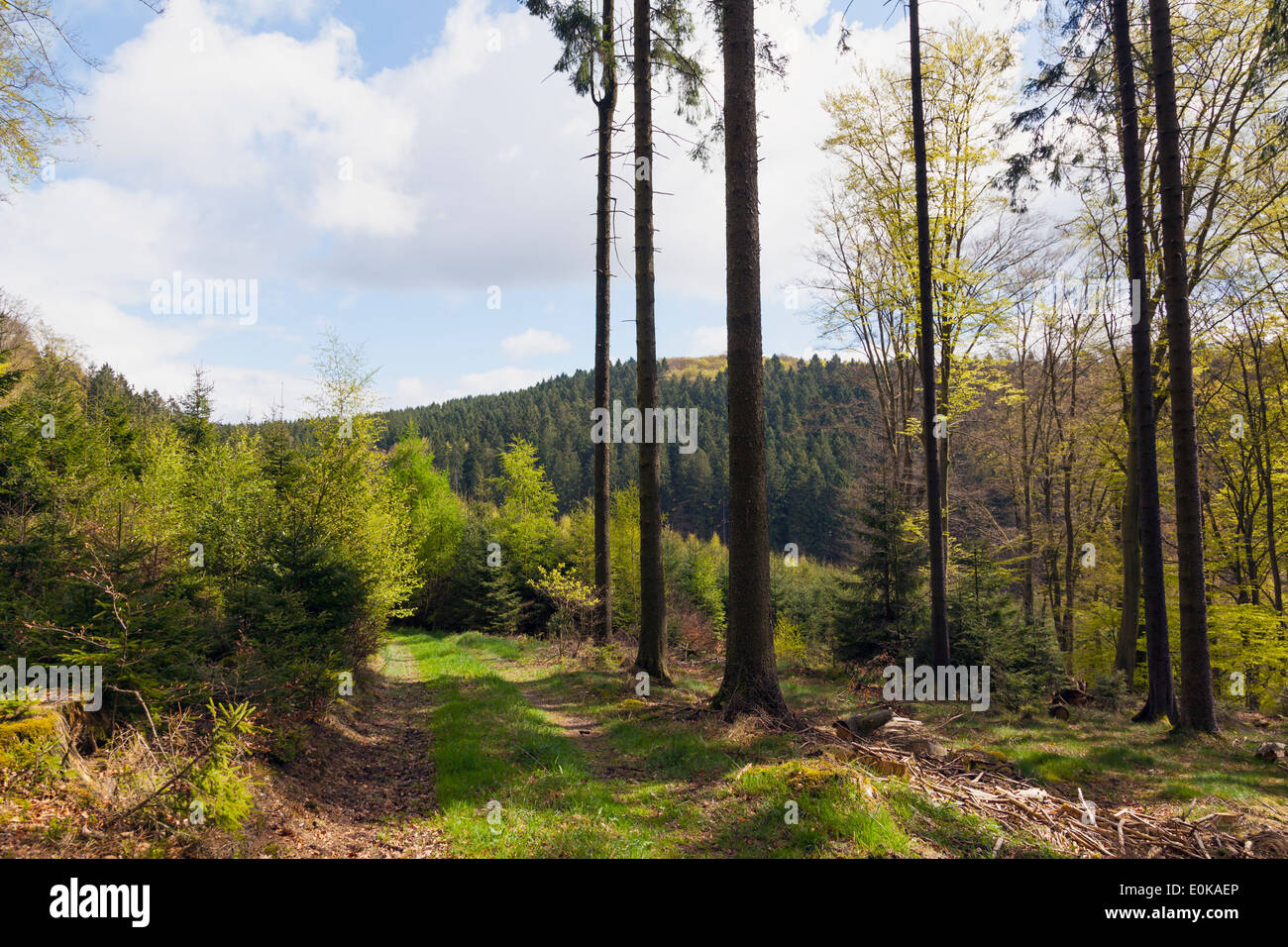 Spring daylight in forest hi-res stock photography and images - Alamy