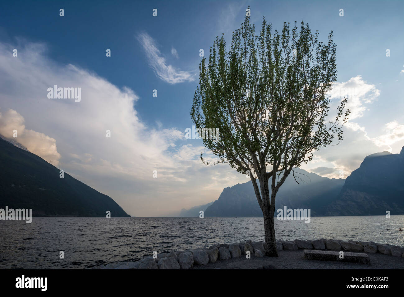 Tree in the evening at Lake Garda in Torbole (Italy Stock Photo - Alamy