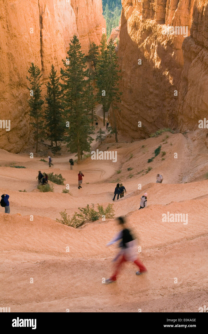 Switchbacks on Navajo Loop Trail, Bryce Canyon National Park, Utah USA ...