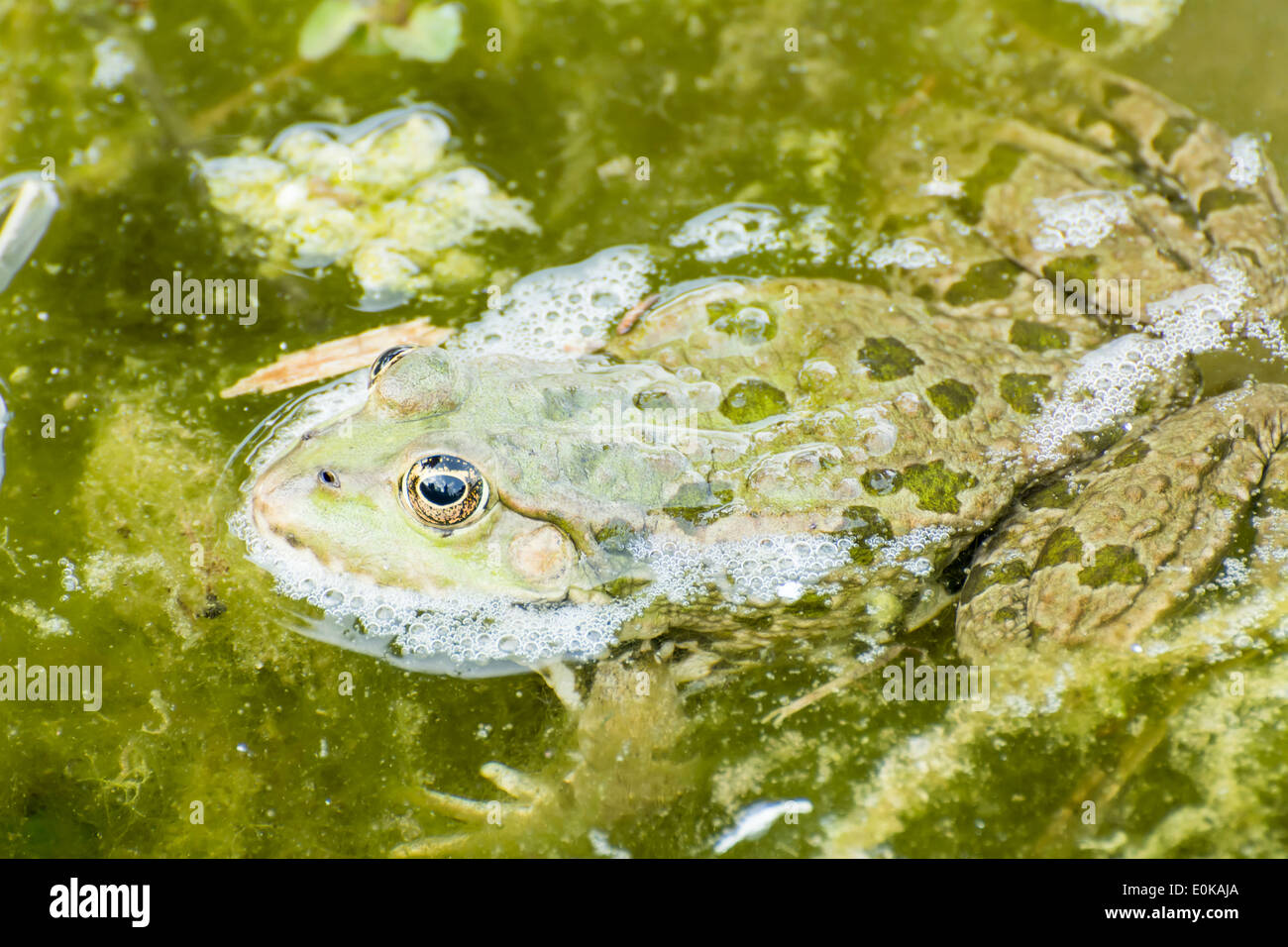 Green frog in a pool full of algae Stock Photo - Alamy