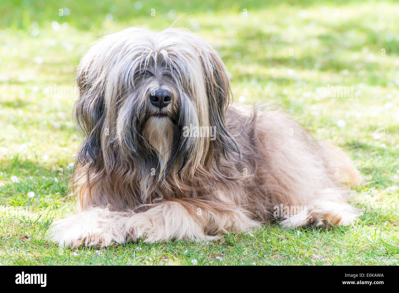Disheveled dog fur long haired hi-res stock photography and images - Alamy
