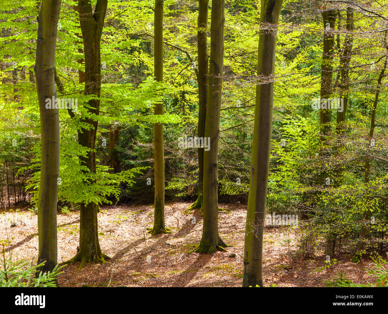 Spring time forest in hi-res stock photography and images - Alamy