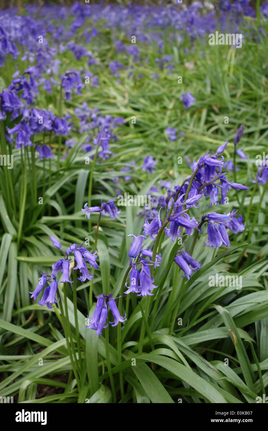 A close up of a clump of Bluebells in Freston Wood Suffolk near Ipswich ...
