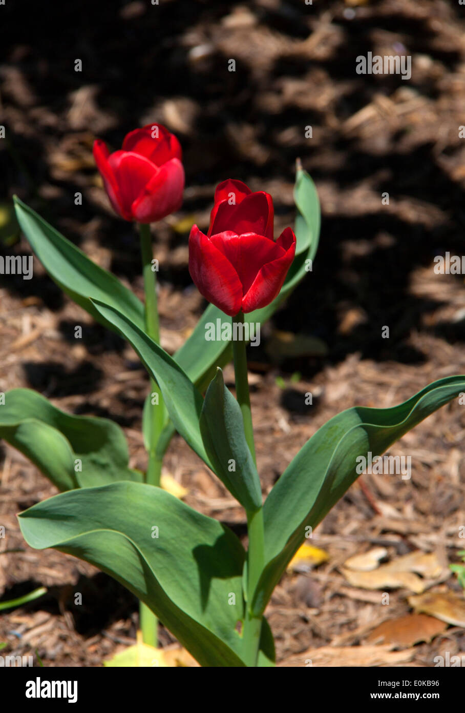 24 patch hi-res stock photography and images - Alamy