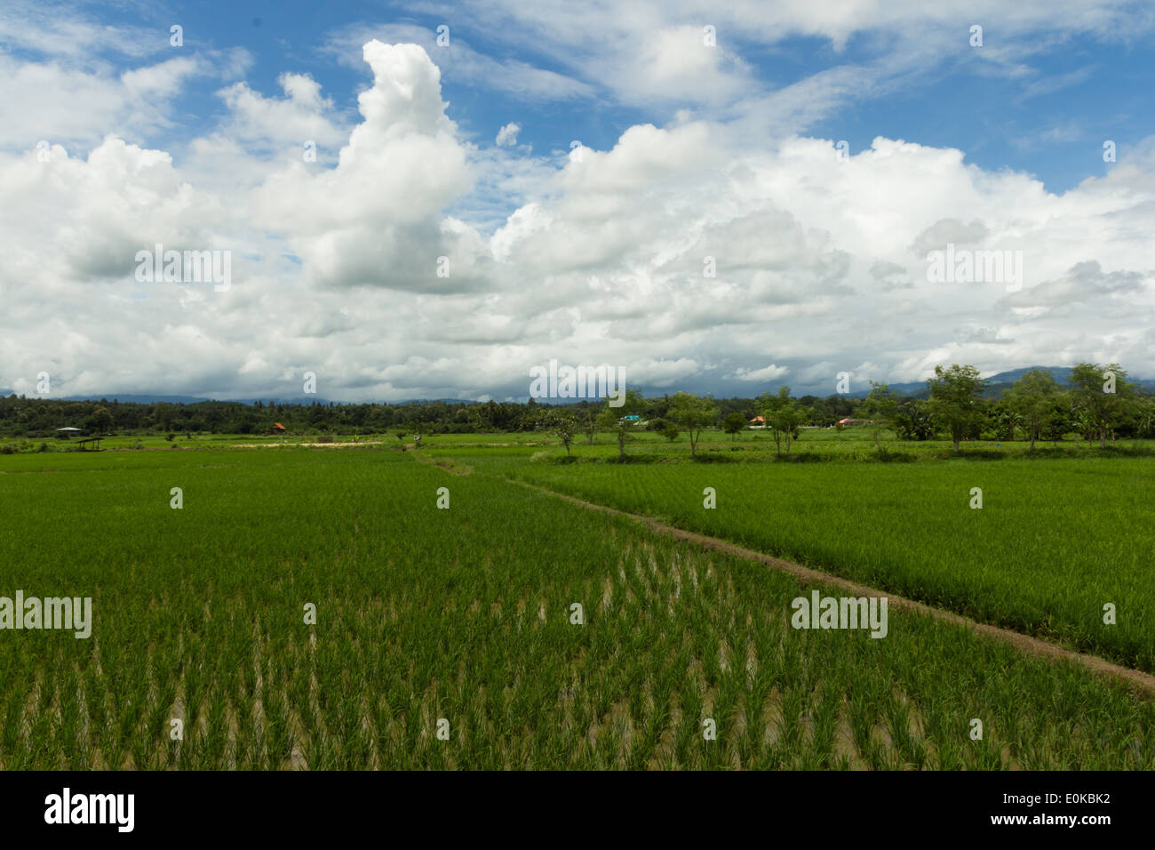 Rice field scenery hi-res stock photography and images - Alamy