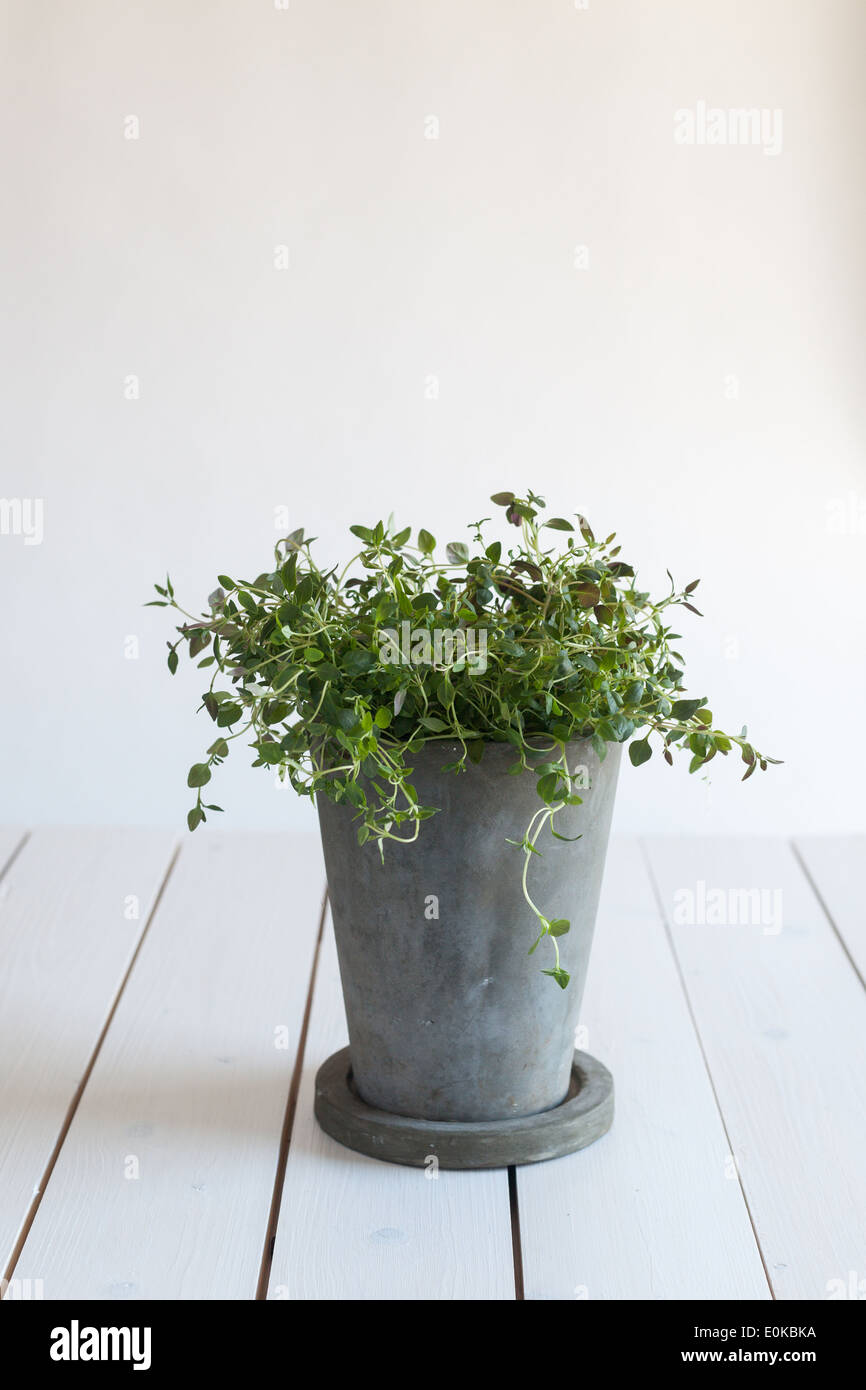 Oregano pot hi-res stock photography and images - Alamy