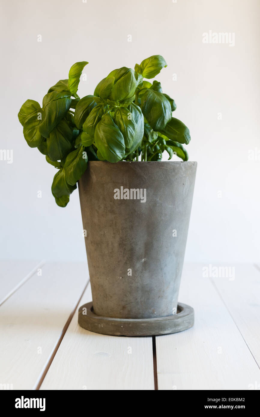 fresh basil in a flower pot Stock Photo - Alamy
