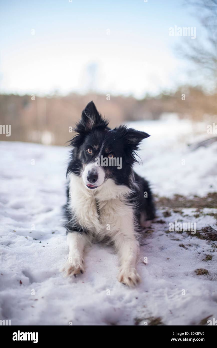 Border collie dog sitting in snow hi-res stock photography and images ...