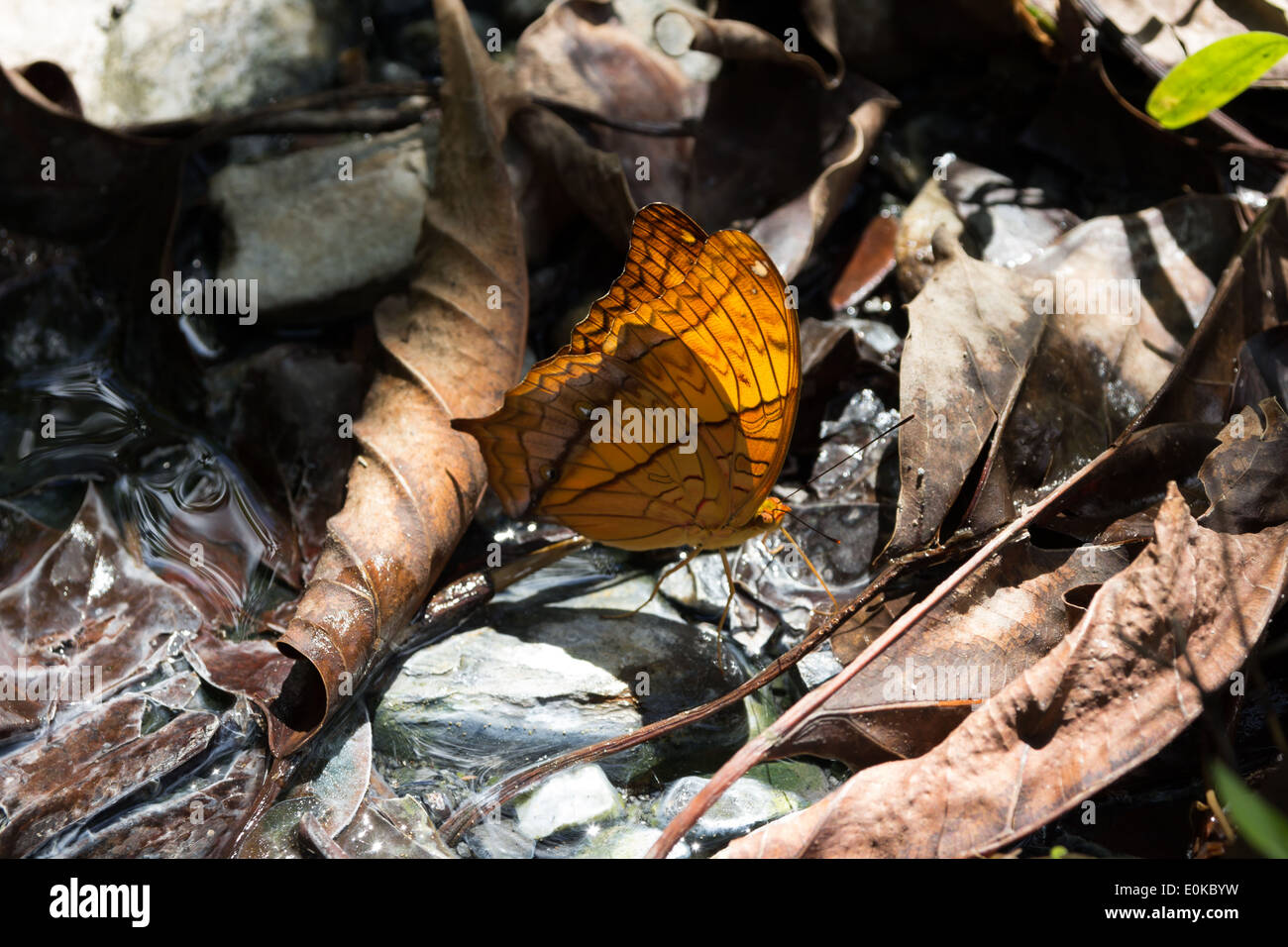 Butterfly nature hi-res stock photography and images - Alamy