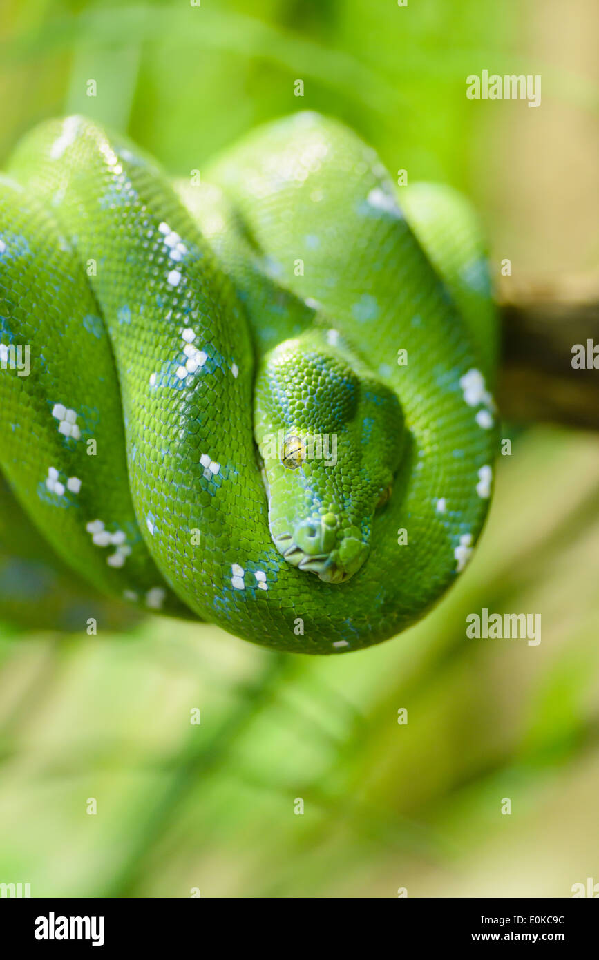 Animals: green tree python, Morelia viridis, close-up shot, selective ...