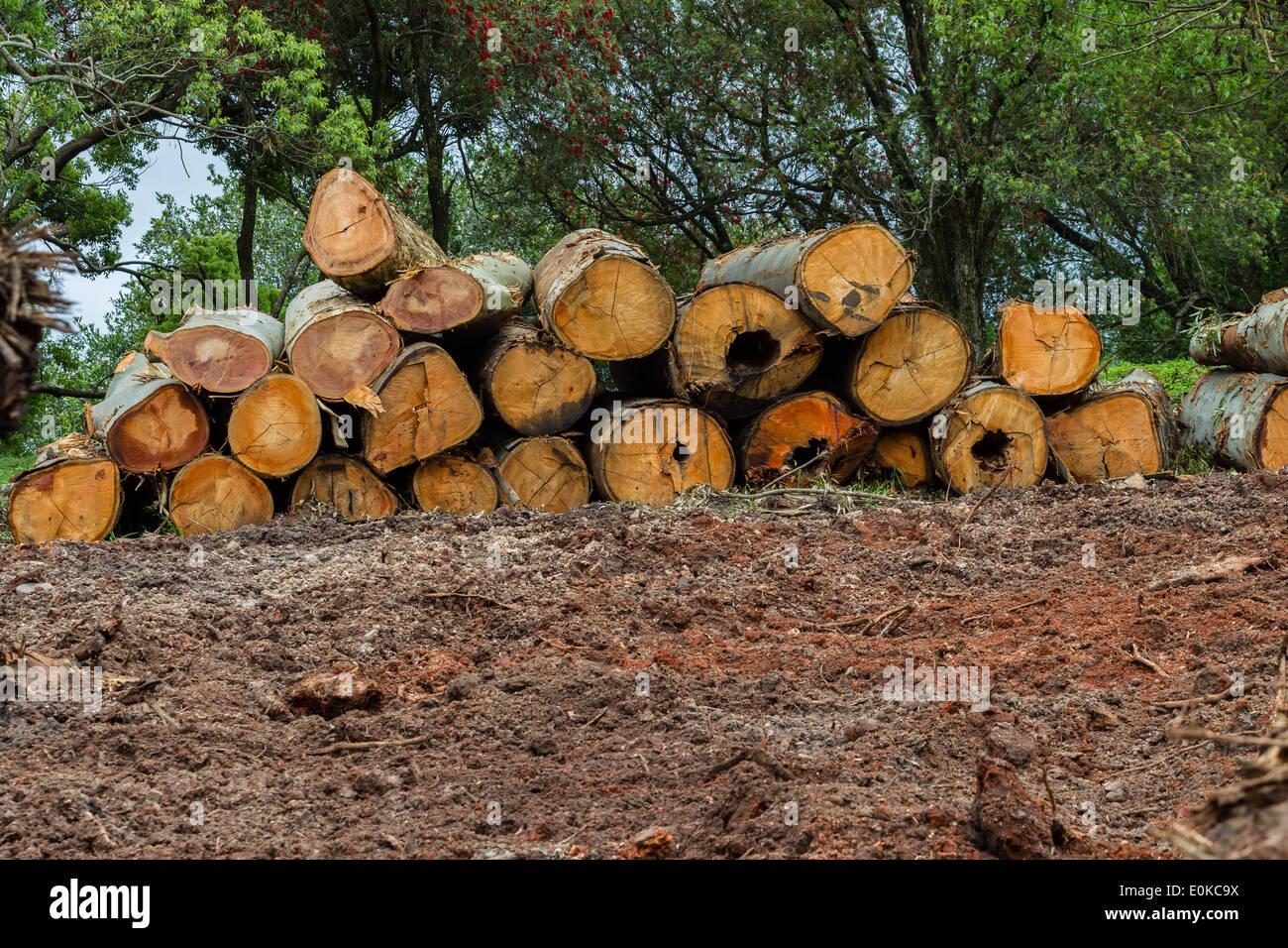 Large gum trees felled cut down logs stacked for transport Stock Photo ...