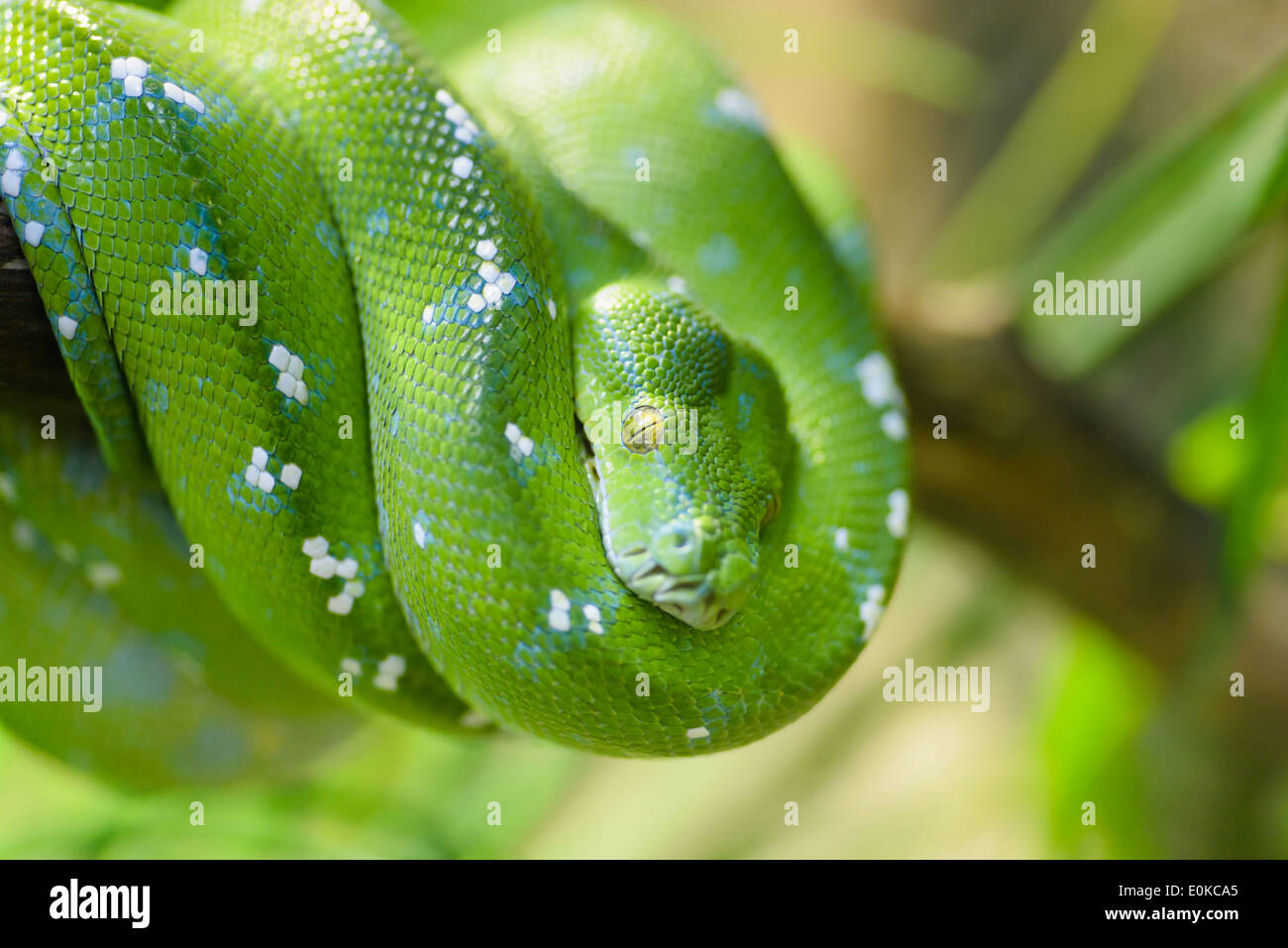 Green tree snake hi-res stock photography and images - Alamy