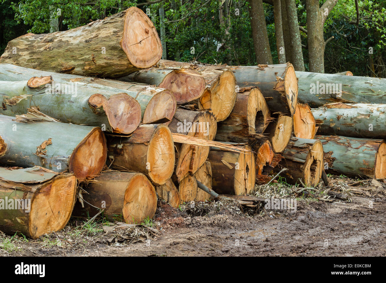 Felled wood transport hi-res stock photography and images - Alamy