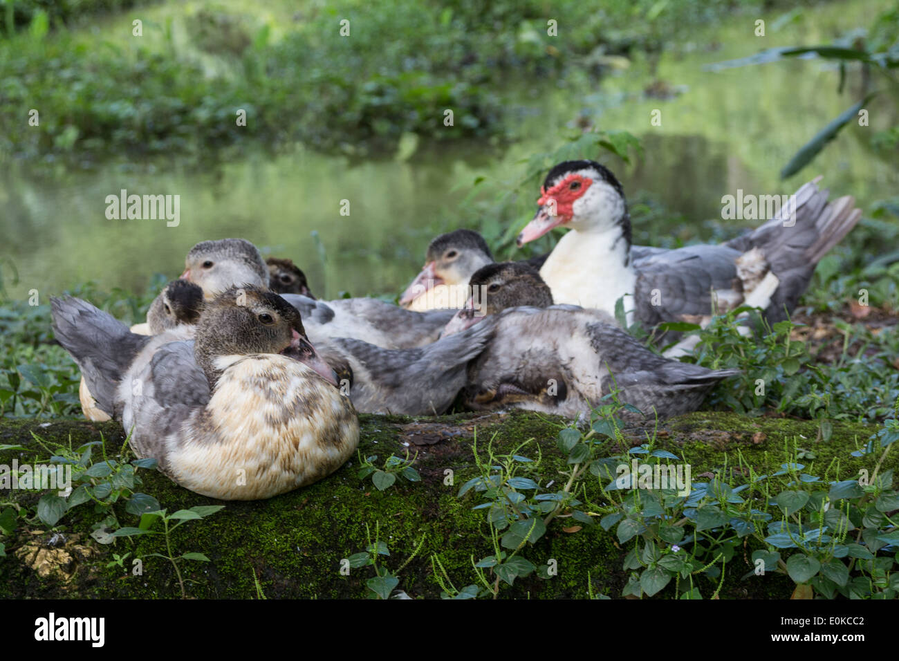 ducks's family in forest Stock Photo - Alamy