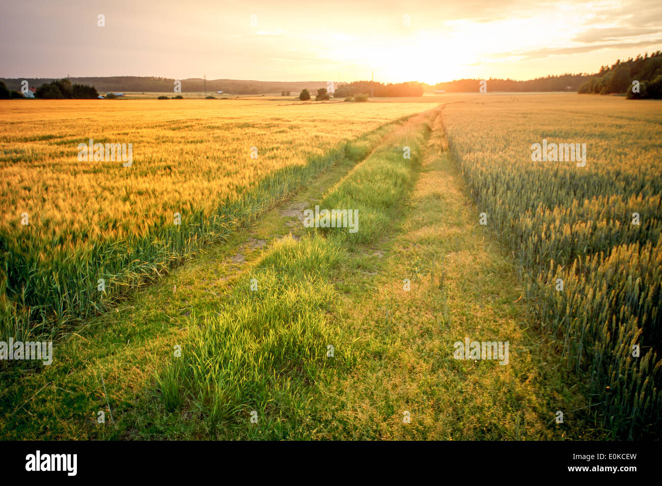 Beautiful sunset and a path going though the field Stock Photo - Alamy