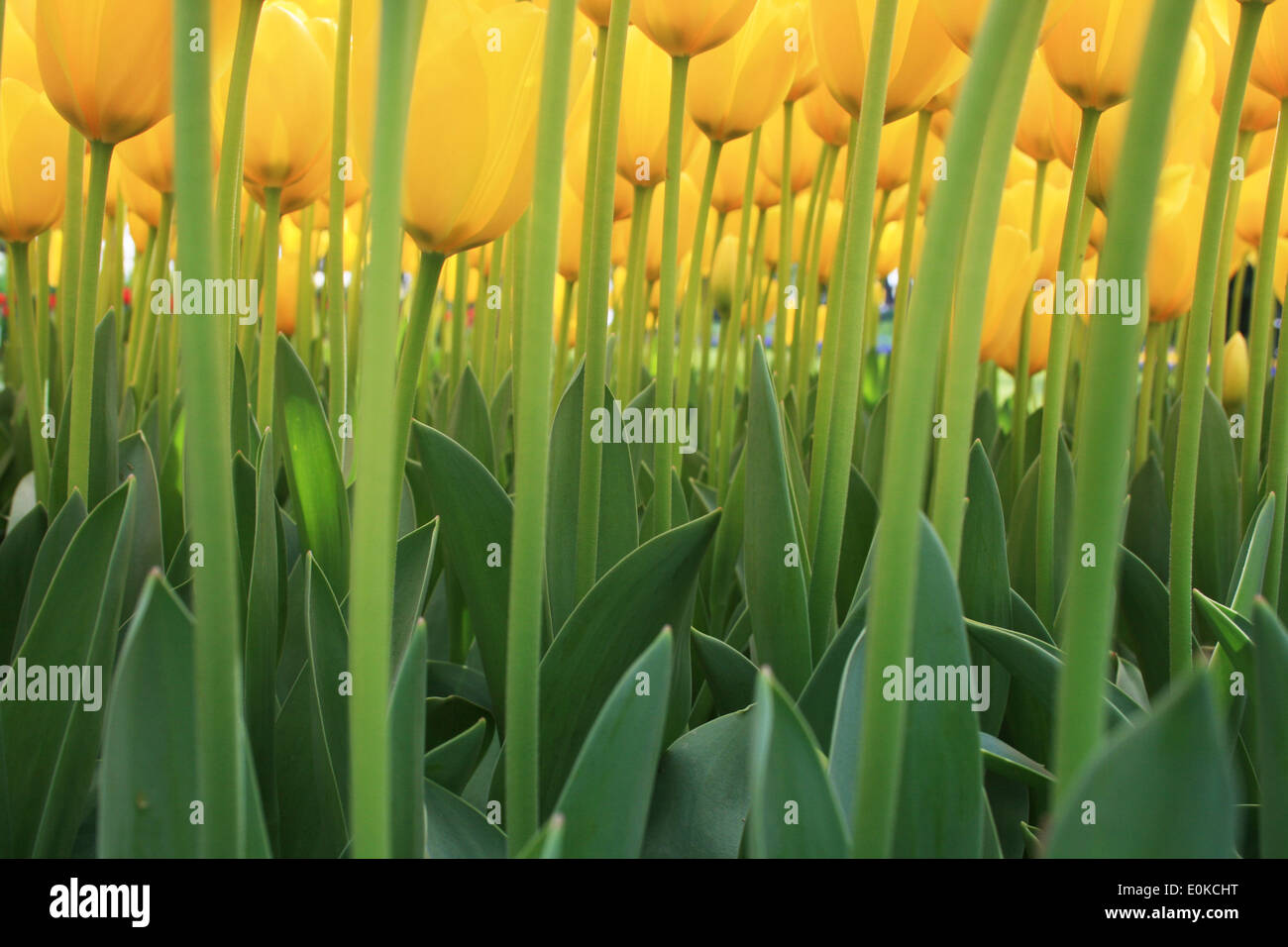 Tulips emirgan park istanbul hi-res stock photography and images - Alamy