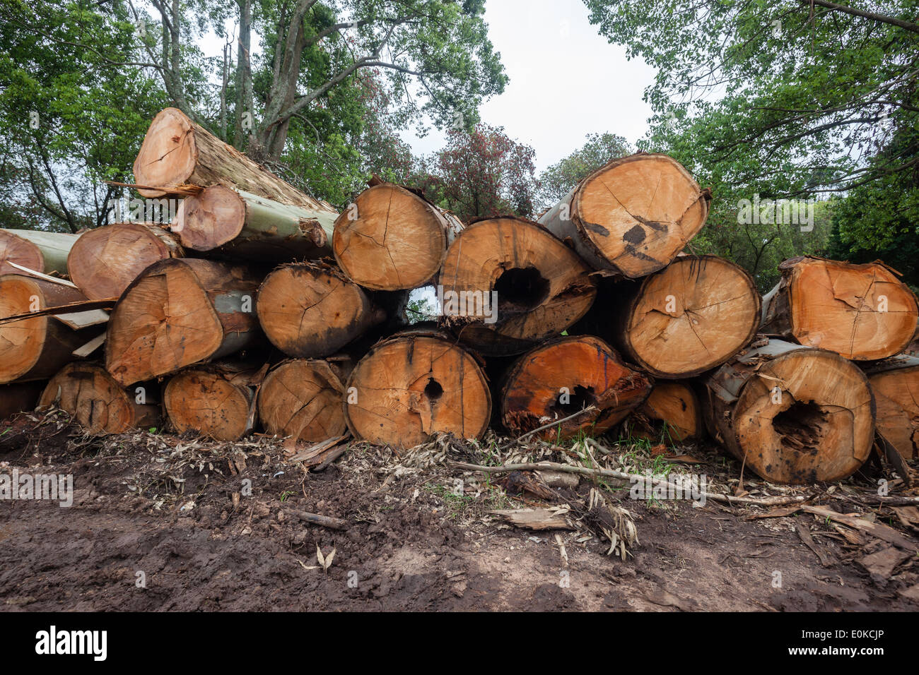 Felled wood transport hi-res stock photography and images - Alamy