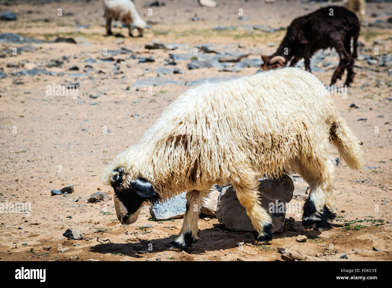 Trek with sheep hi-res stock photography and images - Alamy