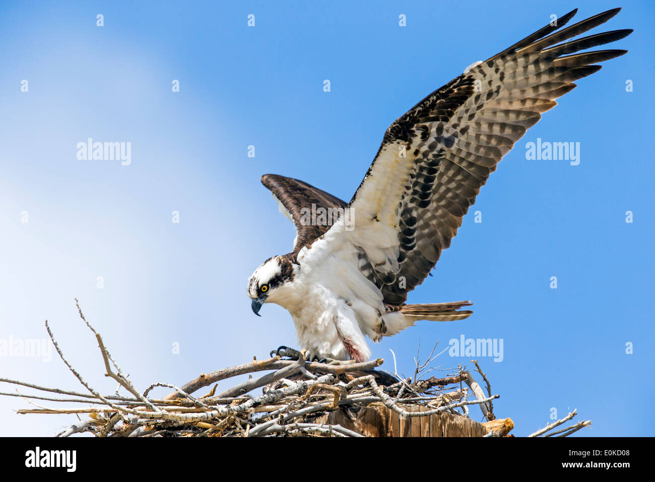 Osprey on nest, Pandion haliaetus, sea hawk, fish eagle, river hawk ...