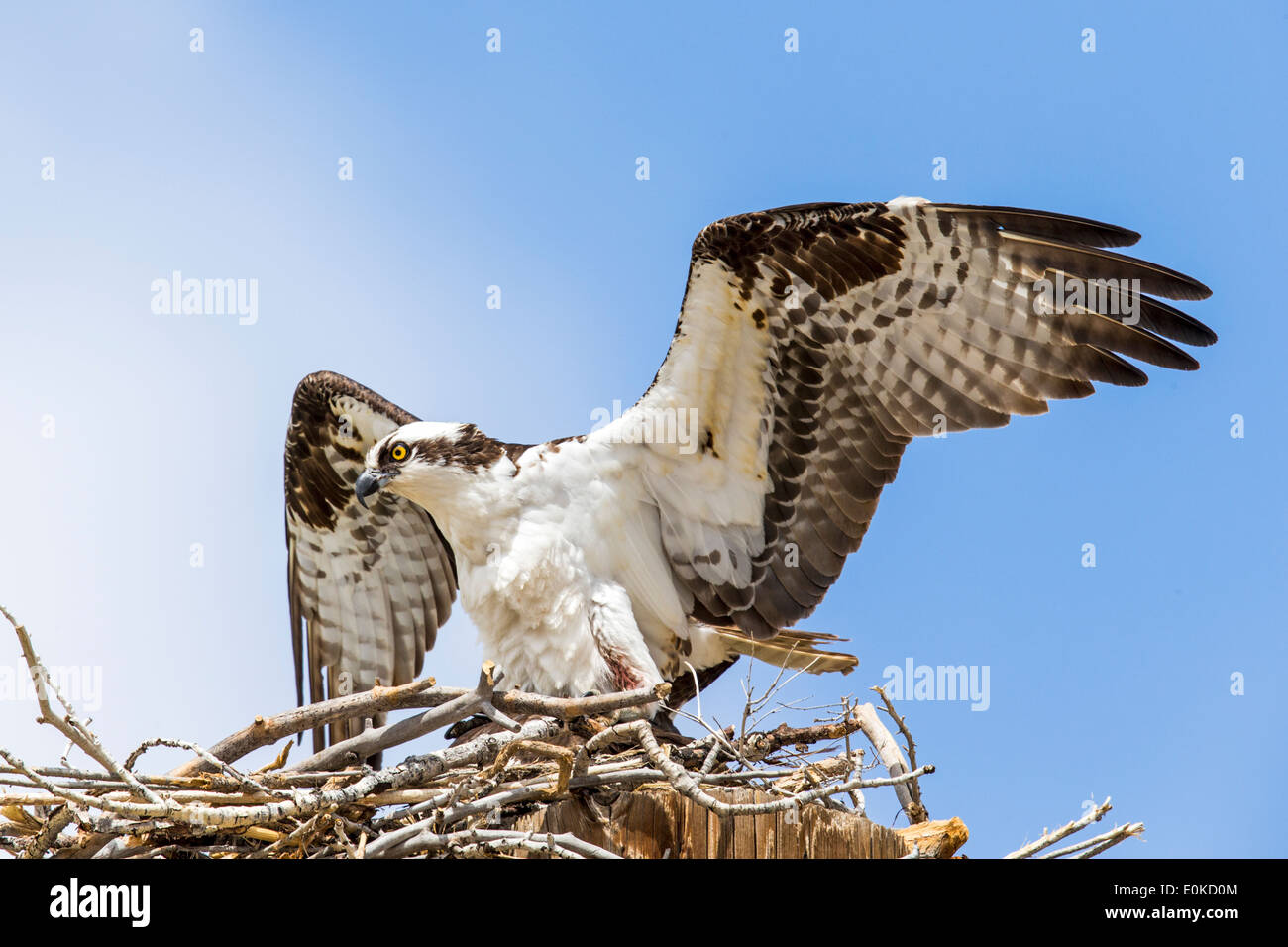 Osprey on nest, Pandion haliaetus, sea hawk, fish eagle, river hawk ...