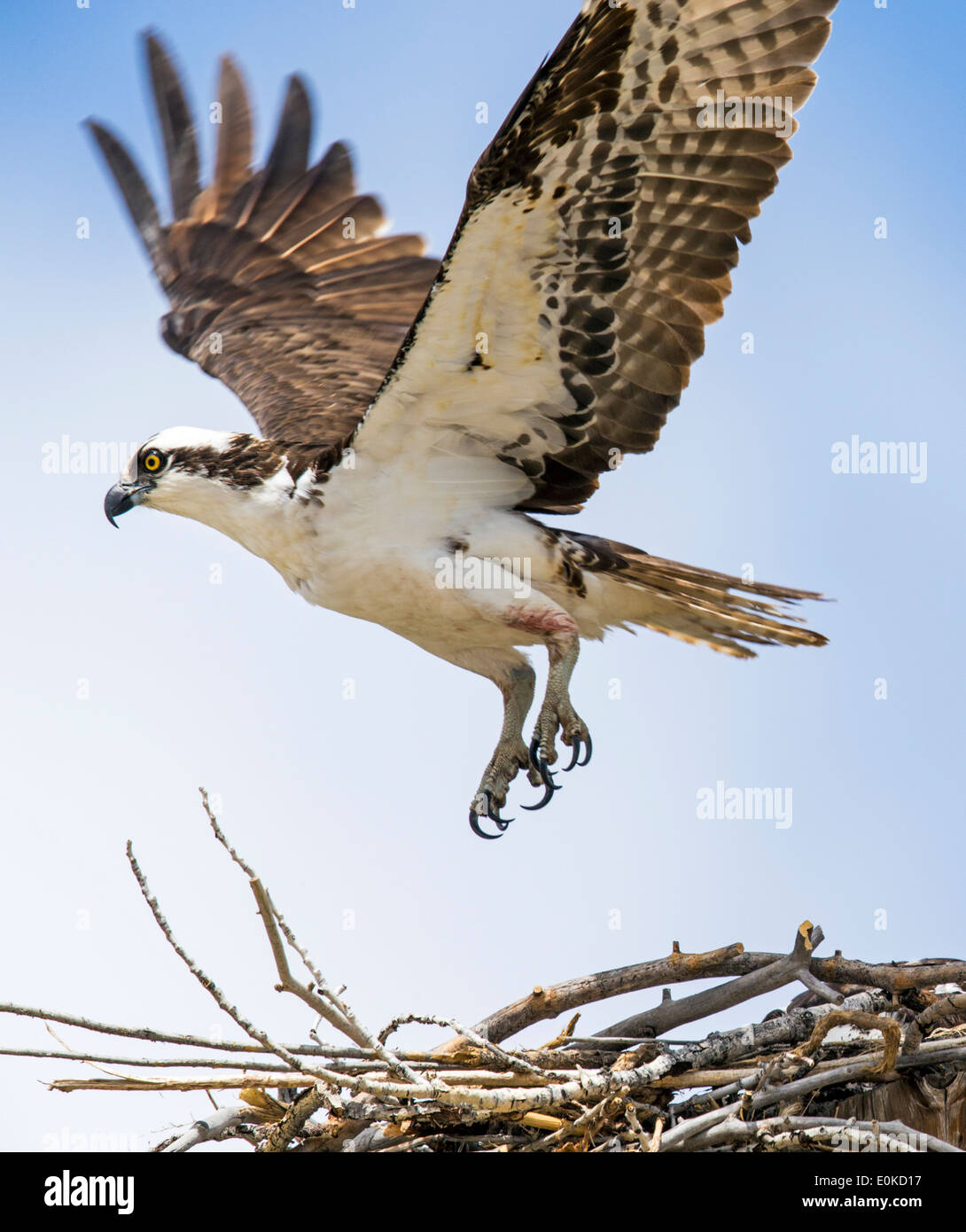 Osprey on nest, Pandion haliaetus, sea hawk, fish eagle, river hawk, fish hawk, raptor, Chaffee ...