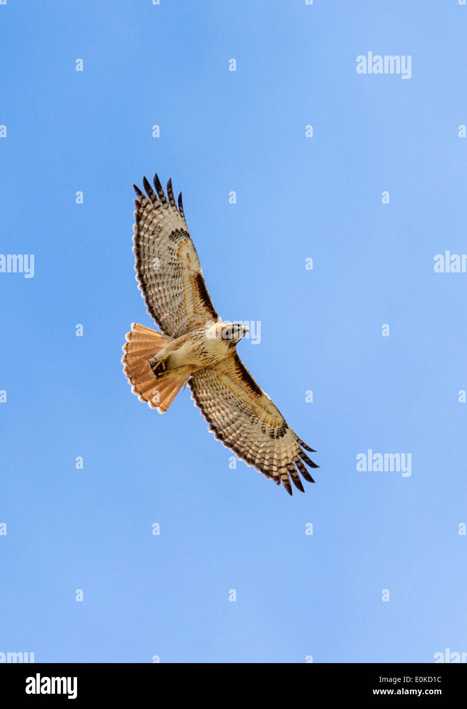 Osprey in flight, Pandion haliaetus, sea hawk, fish eagle, river hawk ...