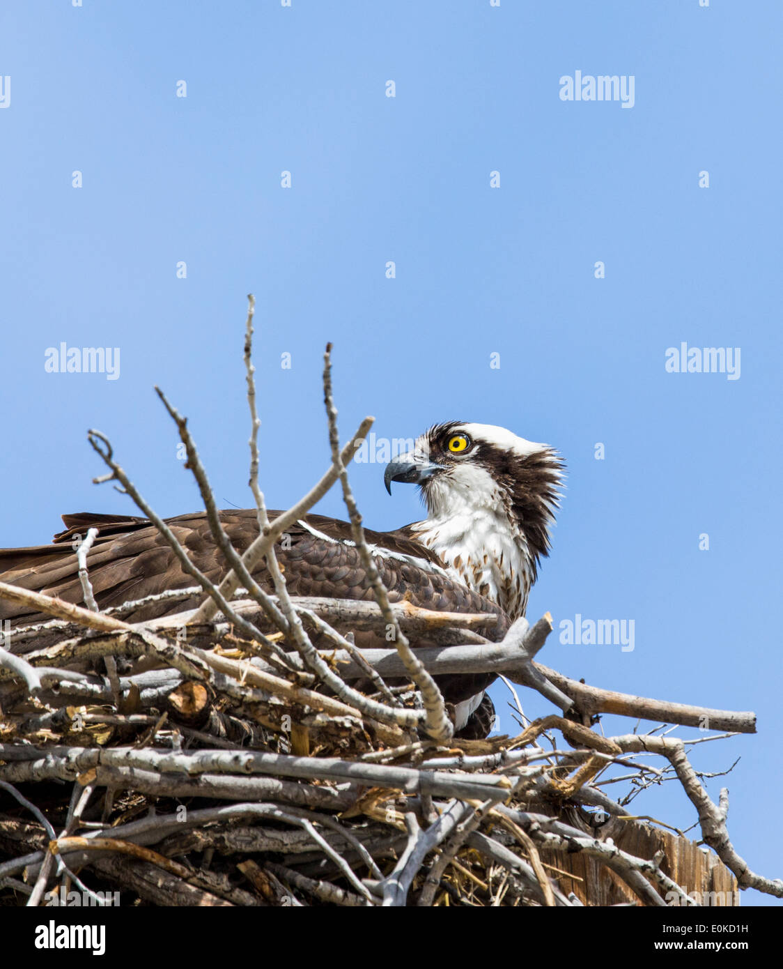 Osprey on nest, Pandion haliaetus, sea hawk, fish eagle, river hawk ...