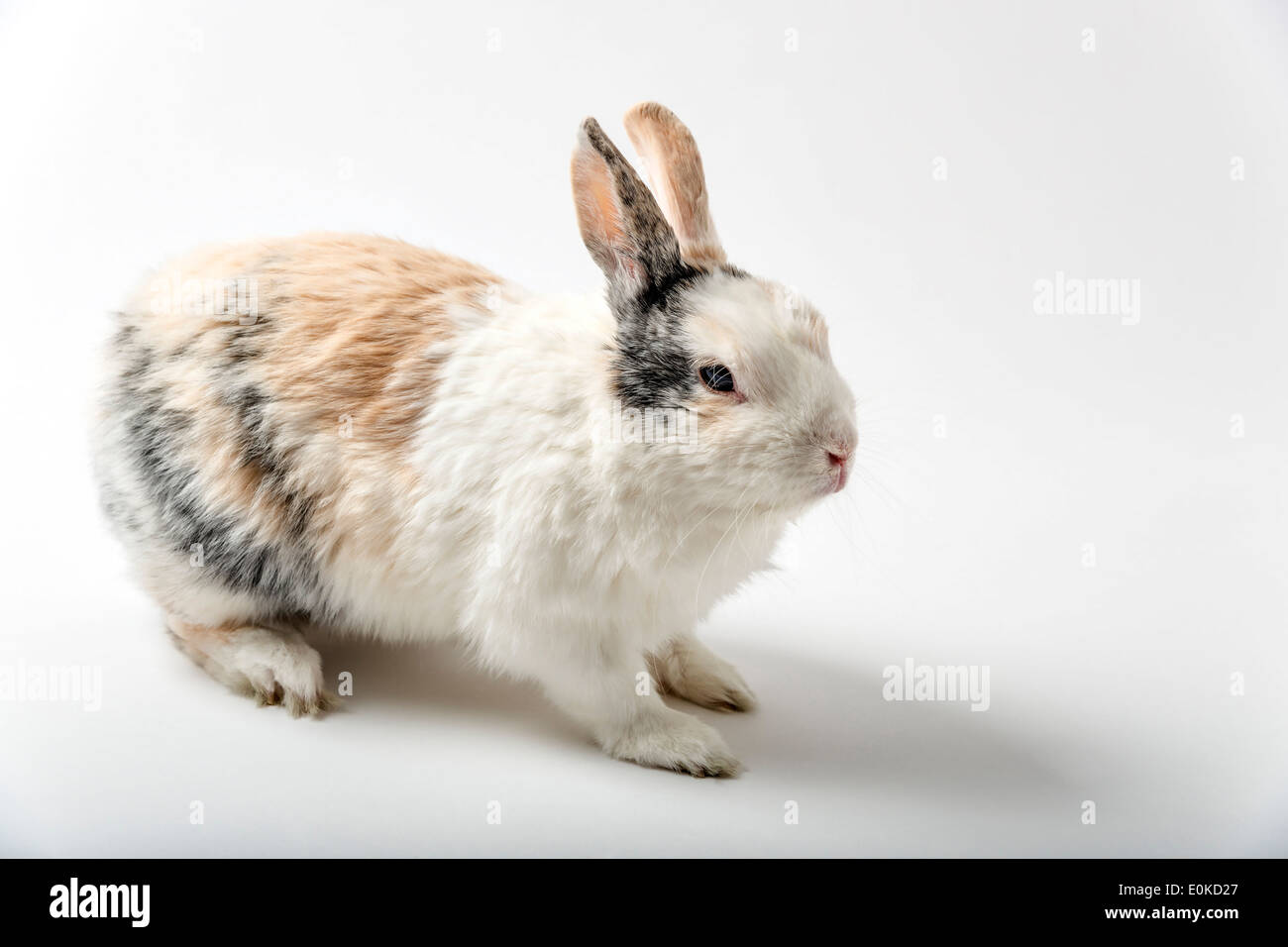 Image of a rabbit on white background Stock Photo - Alamy
