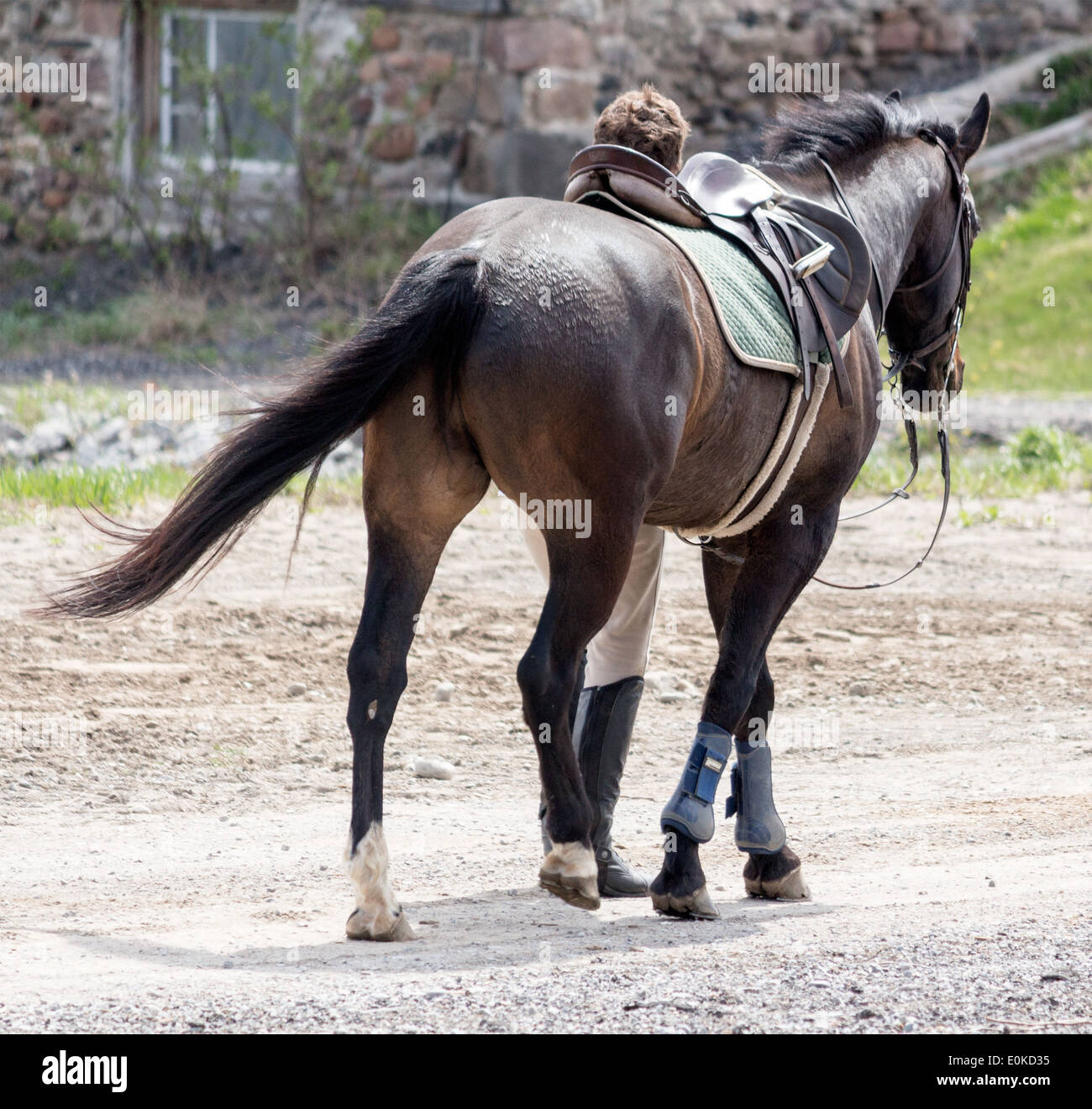 Rear view of girl walking her bay horse on gravel driveway. Horse is ...