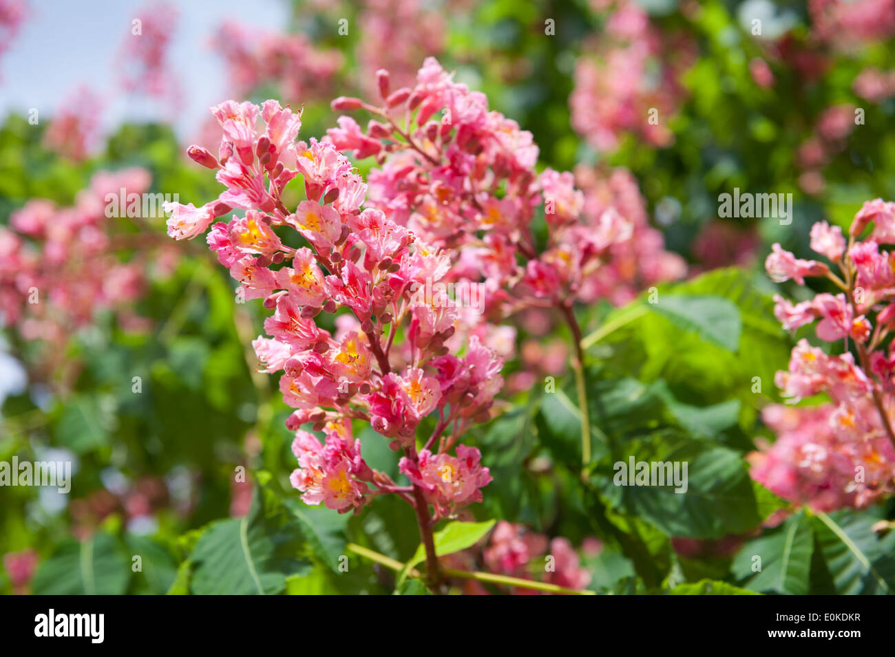 Red blossom hi-res stock photography and images - Alamy