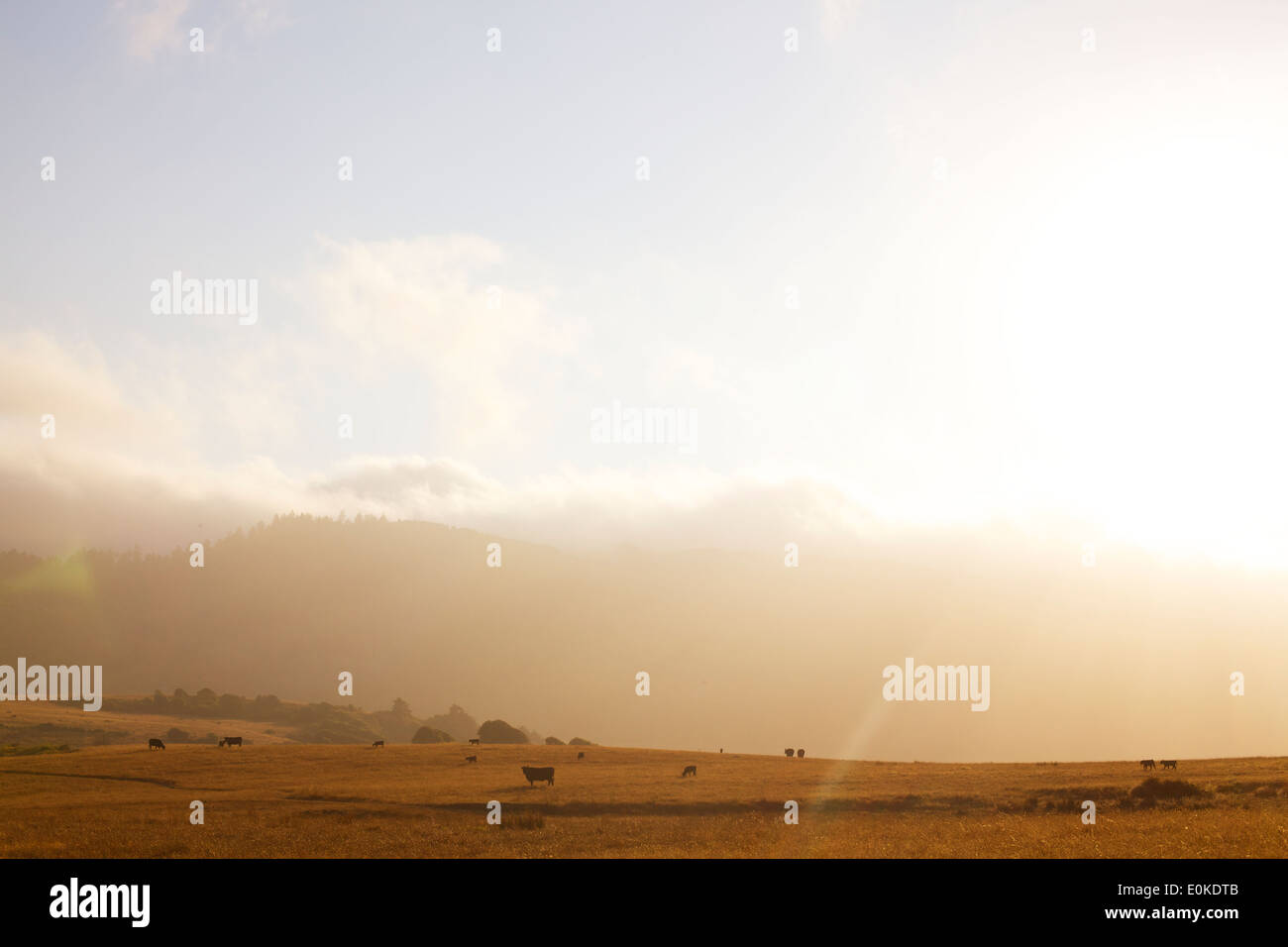 The fog rolls in in the distance of a landscape of cows grazing ...