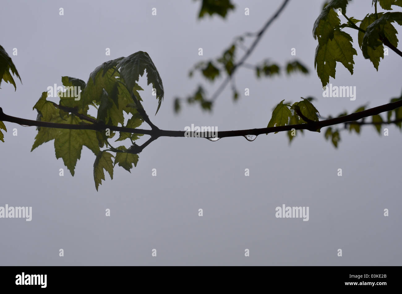 Spring rain hi-res stock photography and images - Alamy