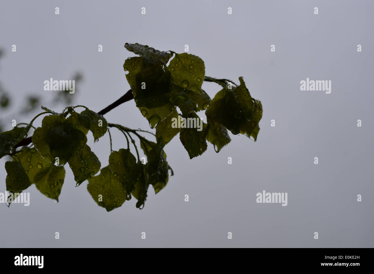 tree branch after spring rain Stock Photo - Alamy
