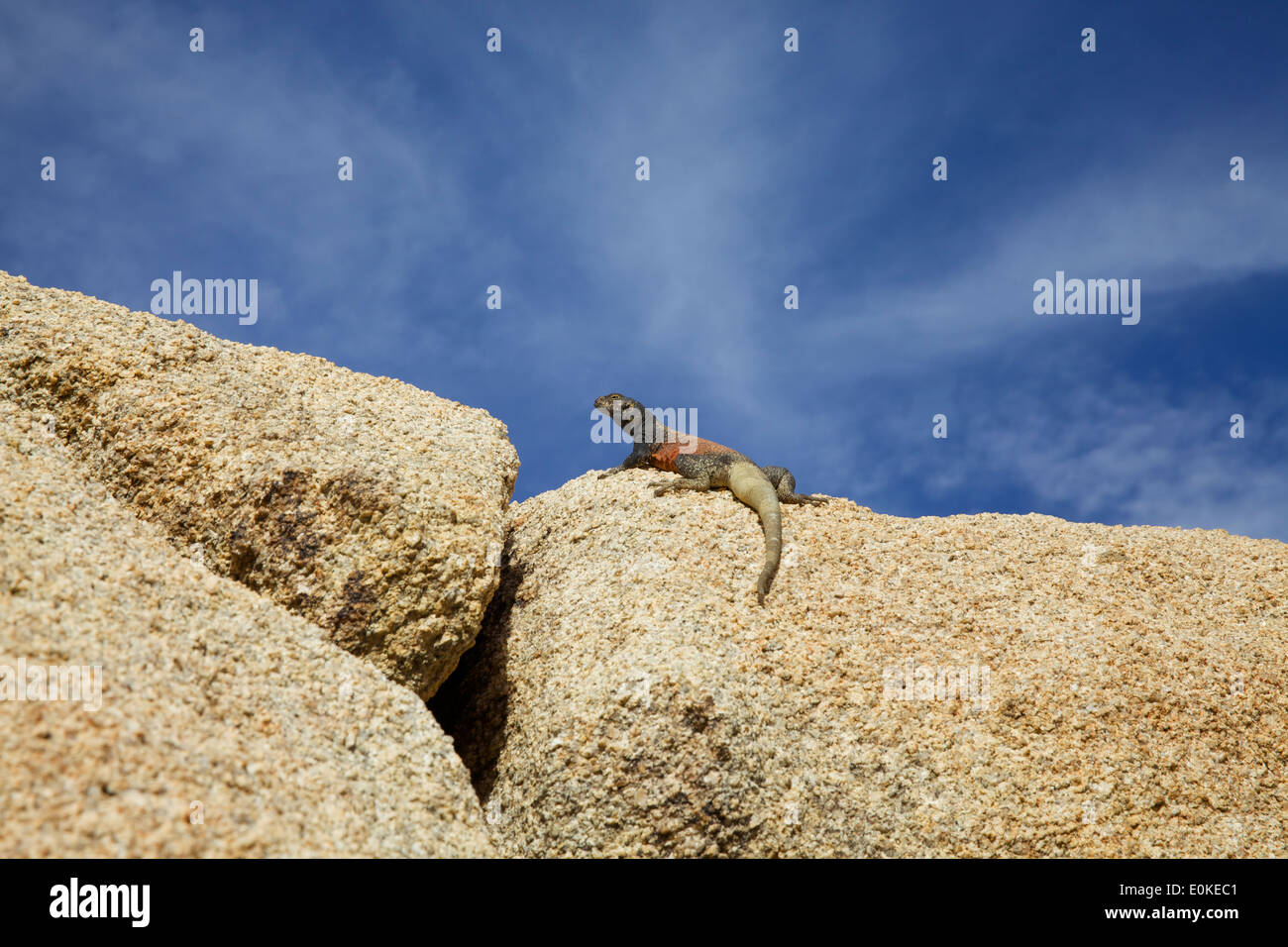 A Western Chuckwalla lizard suns itself on a granite rock in Joshua ...