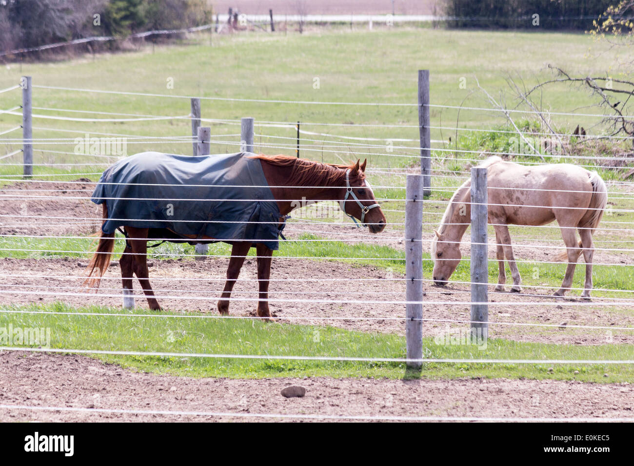 Horses behind a fence hi-res stock photography and images - Alamy