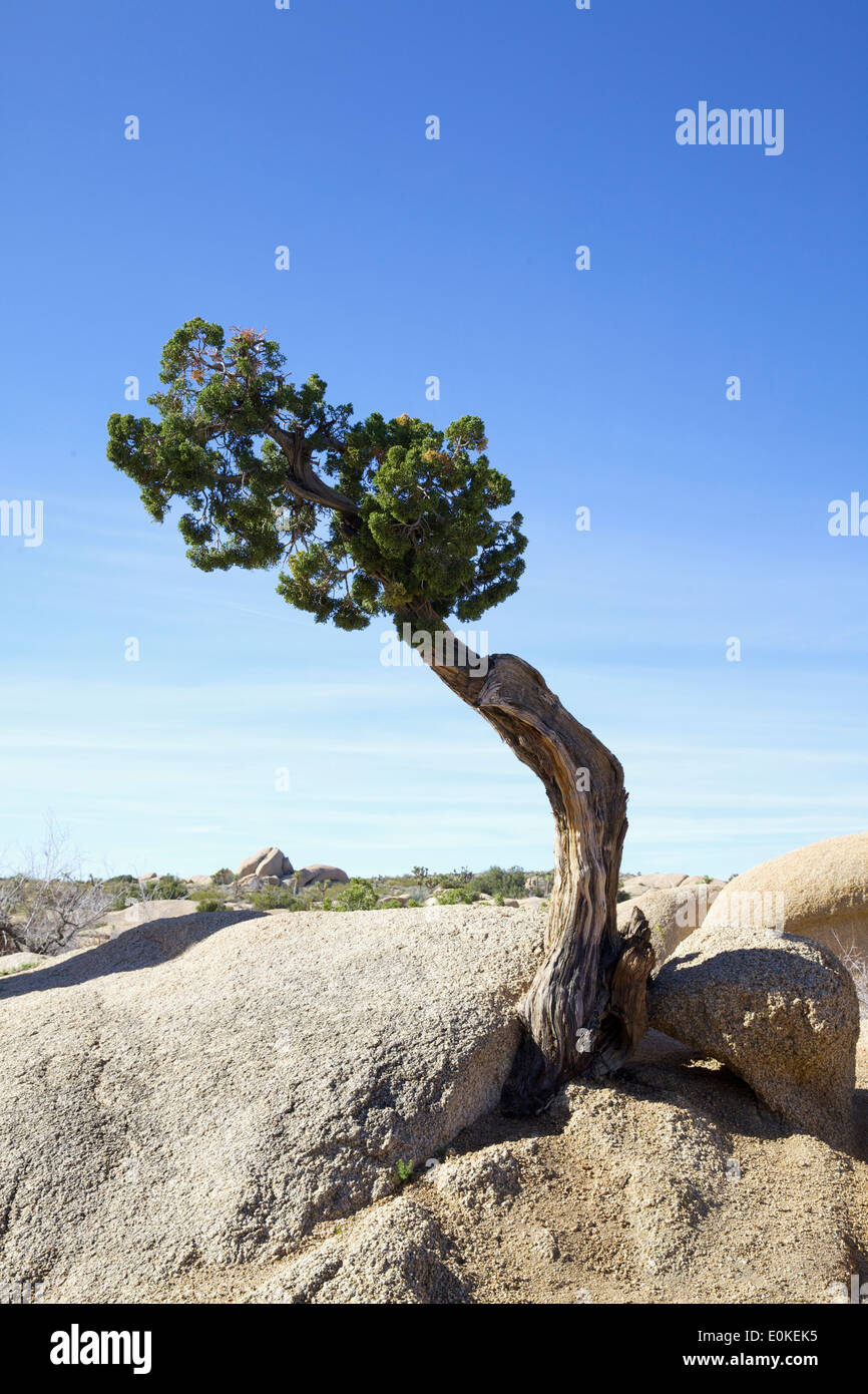 Jumbo tree hi-res stock photography and images - Alamy