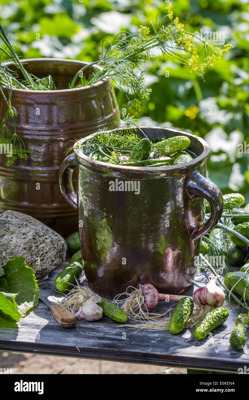 Preparations for pickling cucumbers in the village Stock Photo - Alamy