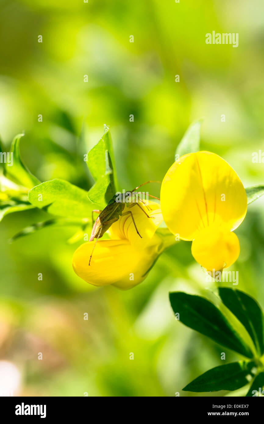 Wildflowers garden insects hi-res stock photography and images - Alamy