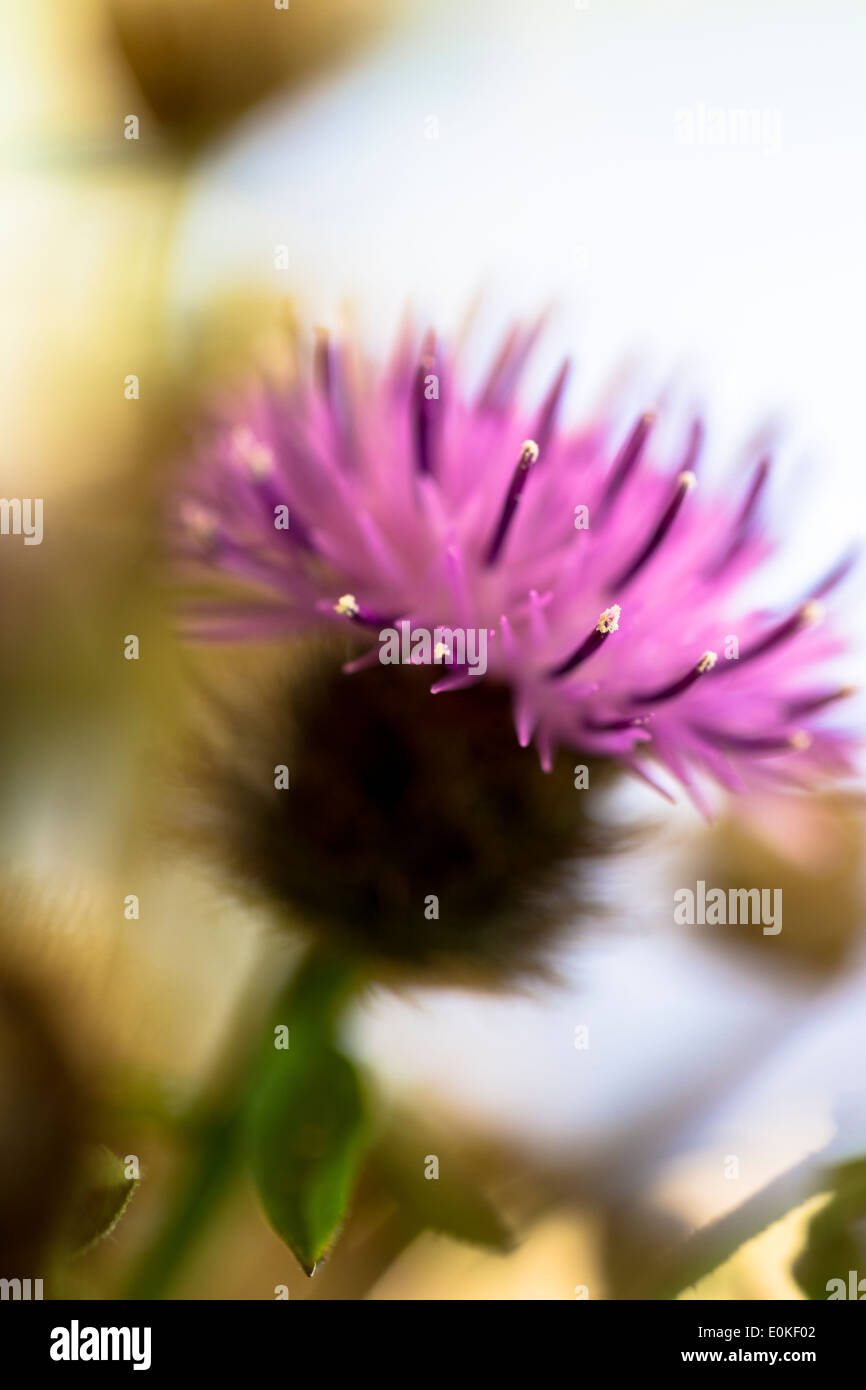 Lesser Knapweed, Centaurea nigra, also known as Common Knapweed ...