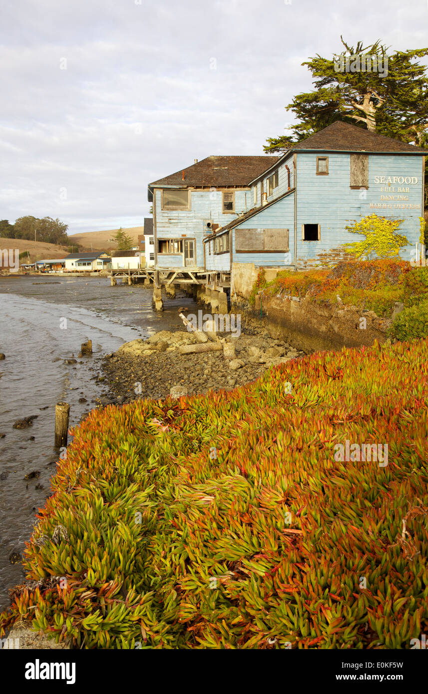 An old wooden building on Tomales Bay, Marshall, California, ice plant ...