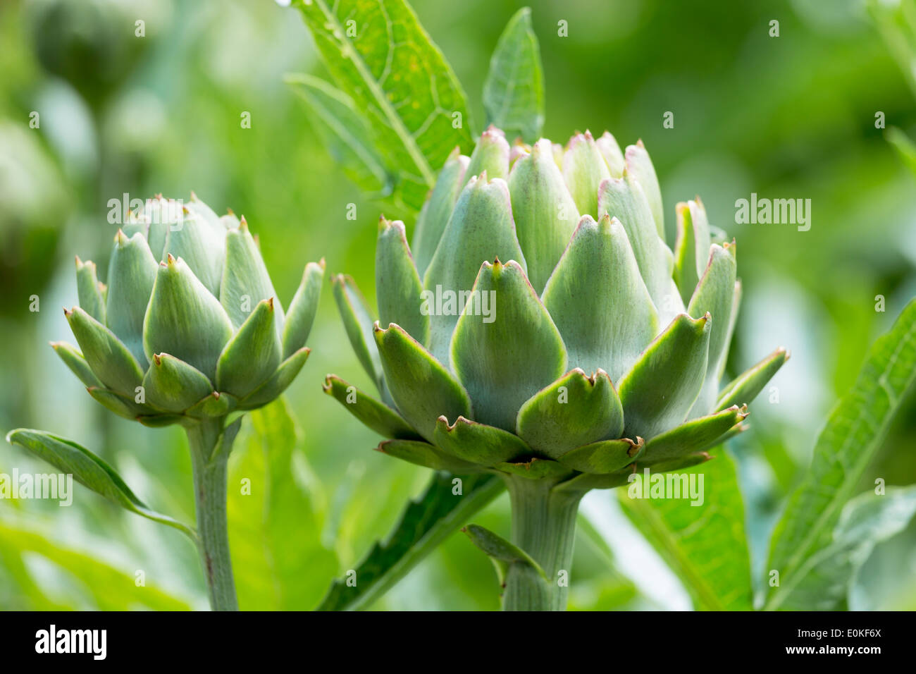 Vegetable globe hi-res stock photography and images - Alamy