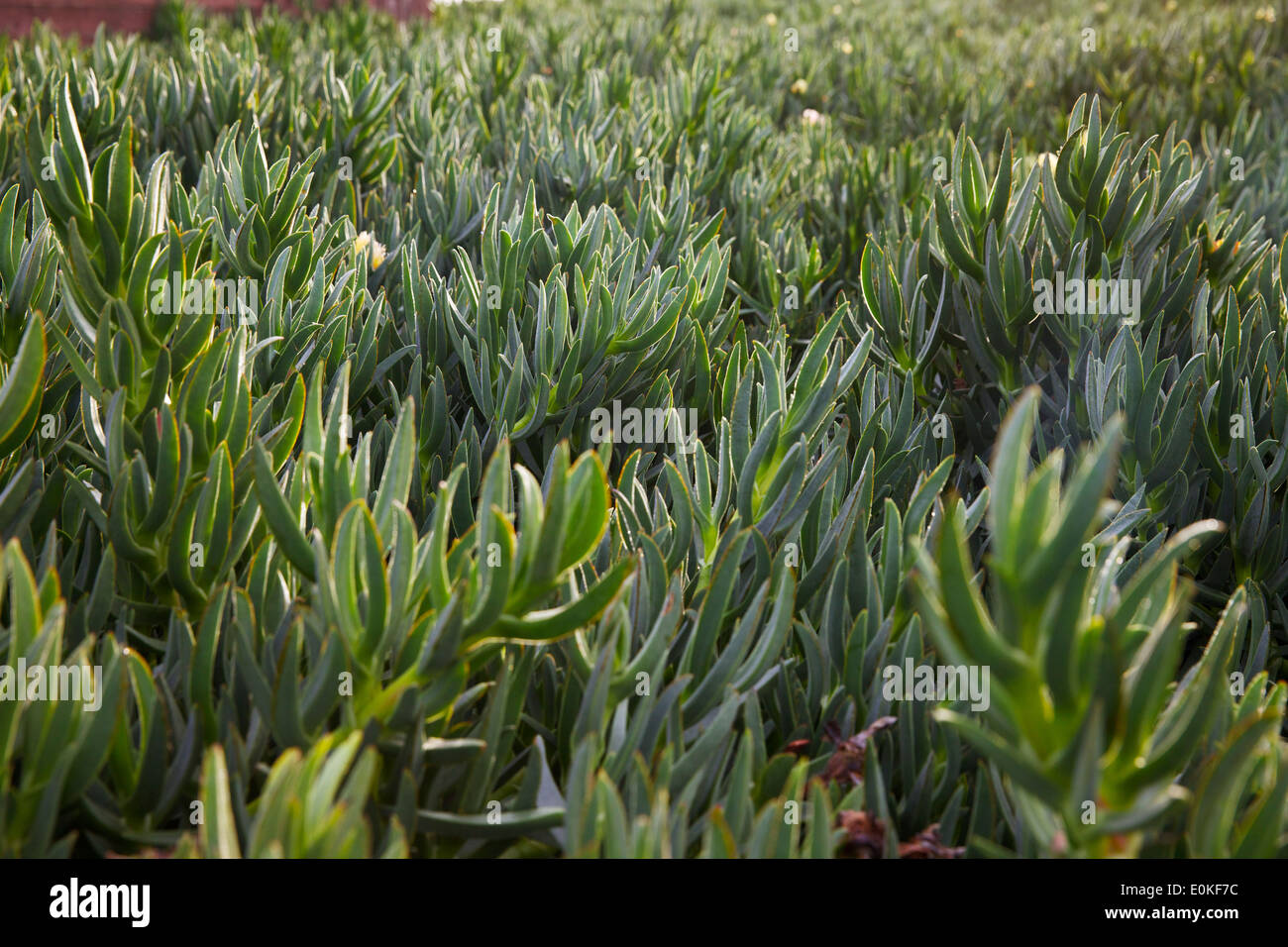 A field of ice plant growing in Northern California Stock Photo - Alamy