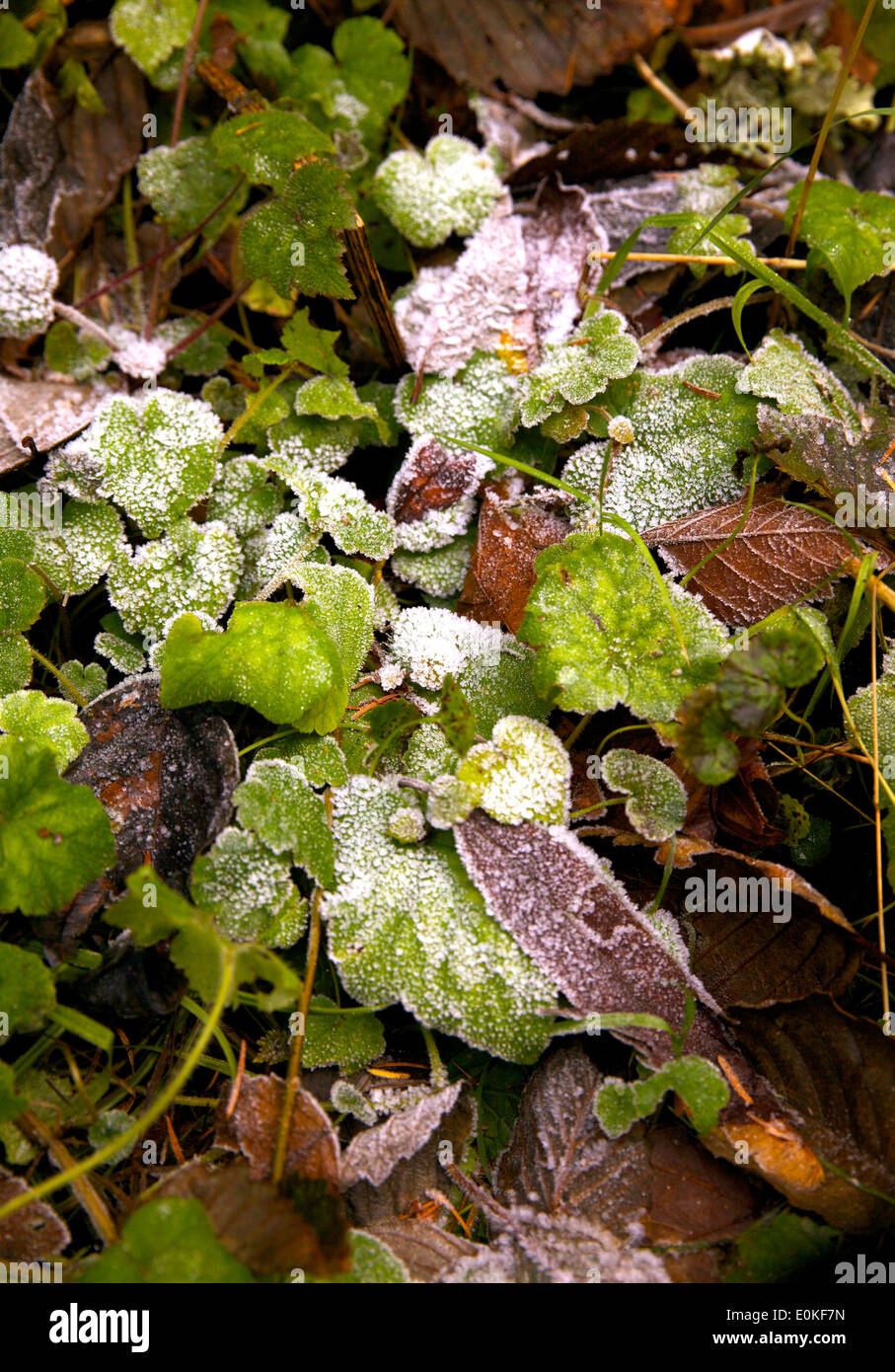 A patch of frost on green and brown leaves on the forest ground Stock ...