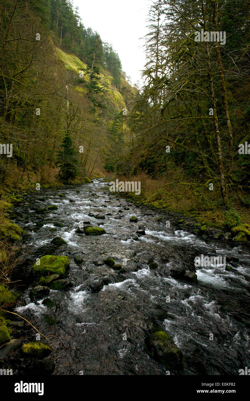 Tanner Creek flows from Wachlella Falls in Multnomah County Oregon ...