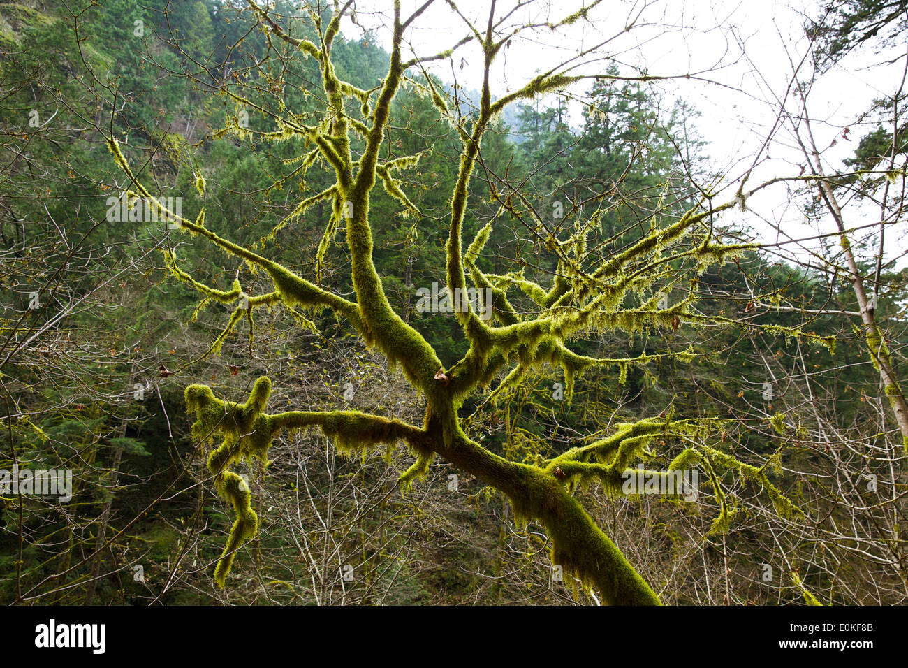 A moss covered branch on the trail to Wachlella Falls in Multnomah ...