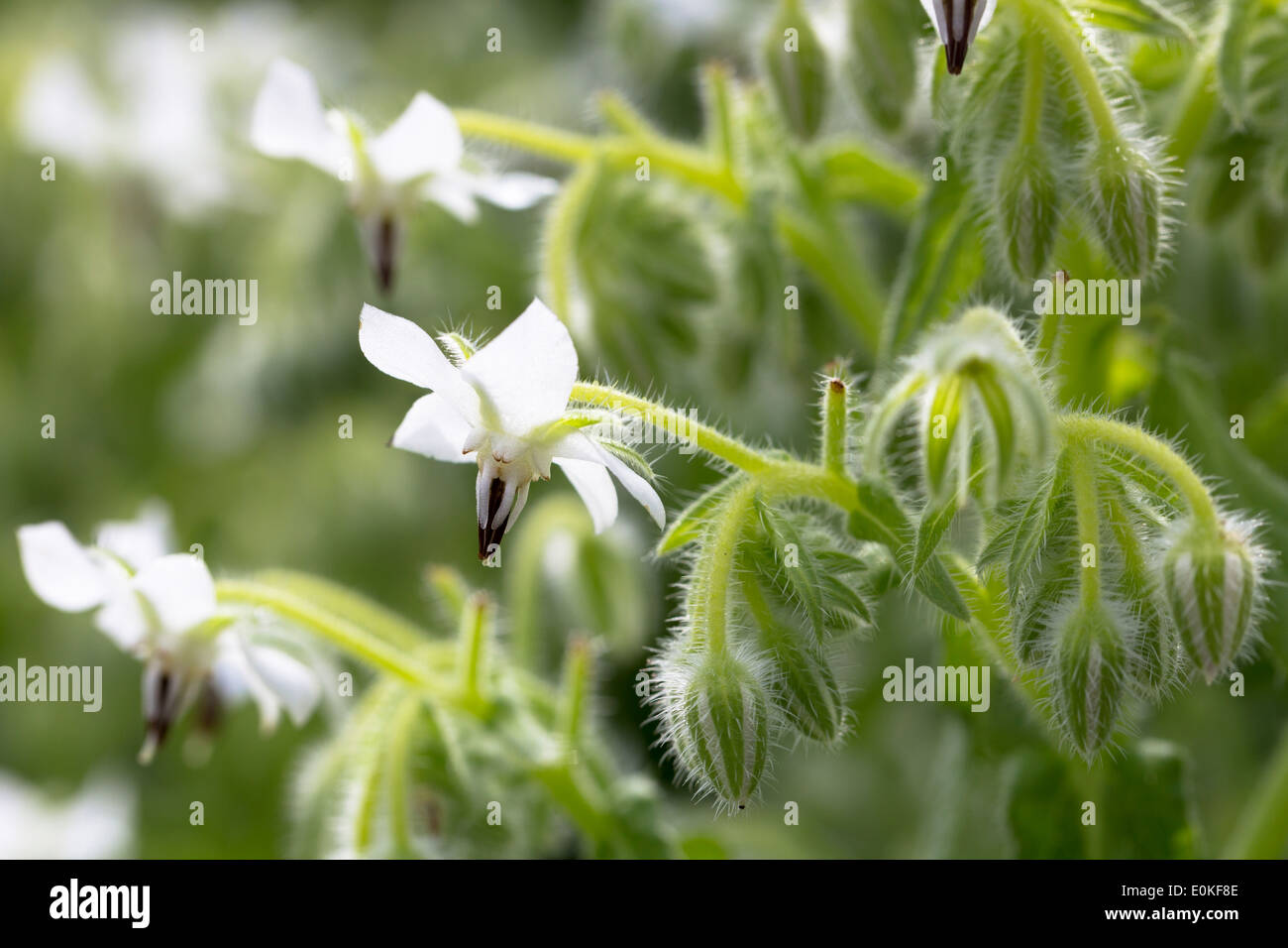 White Borage, Borago officinalis, in organic garden in Oxfordshire UK ...