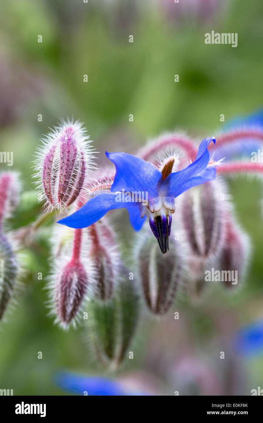 Blue Borage, Borago officinalis, in organic vegetable garden in ...