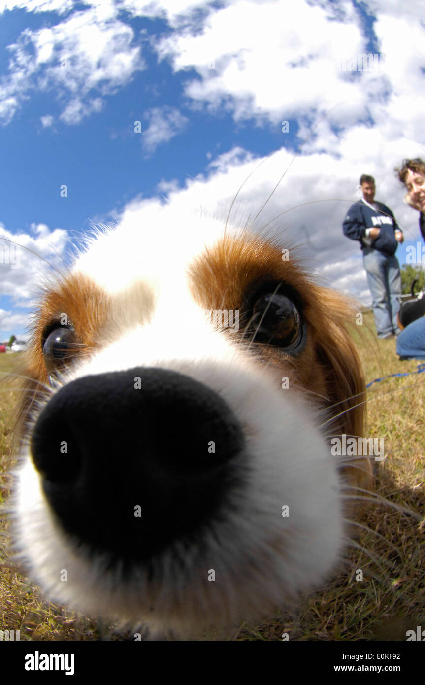 King charles cavilier hi-res stock photography and images - Alamy