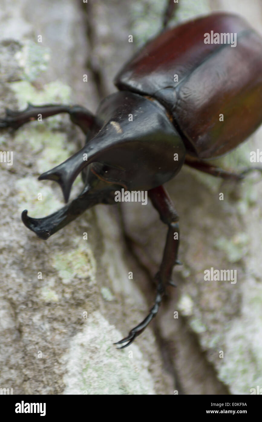 Hercules Beetle Fighting