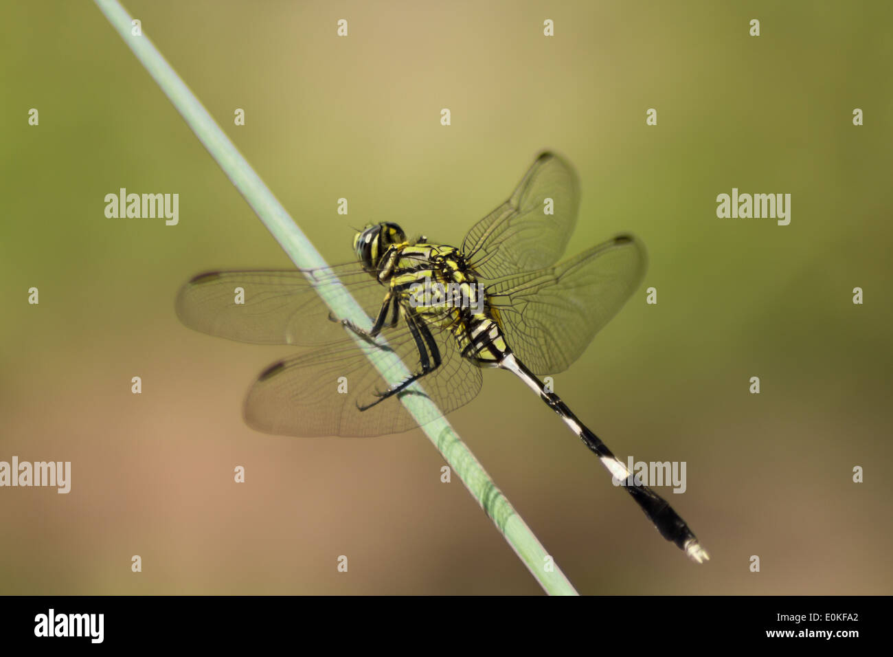 Animal dragonfly hi-res stock photography and images - Alamy